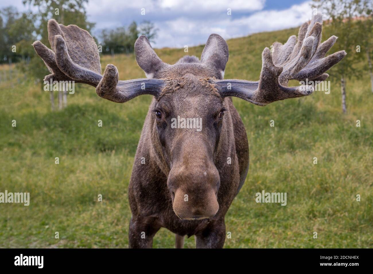 Close up moose nose hi-res stock photography and images - Alamy