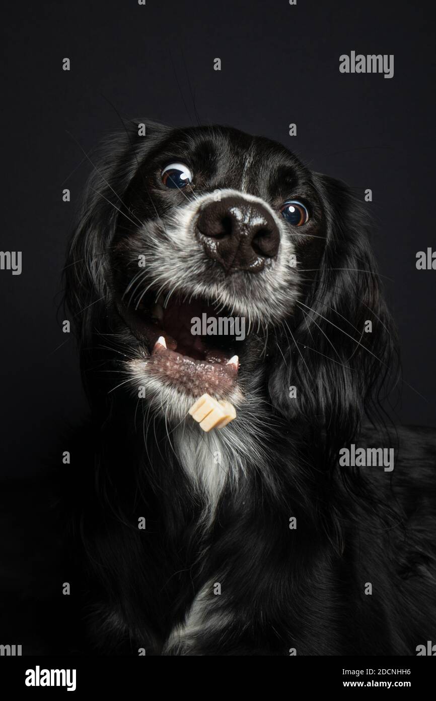 Black setter hi-res stock photography and images - Alamy