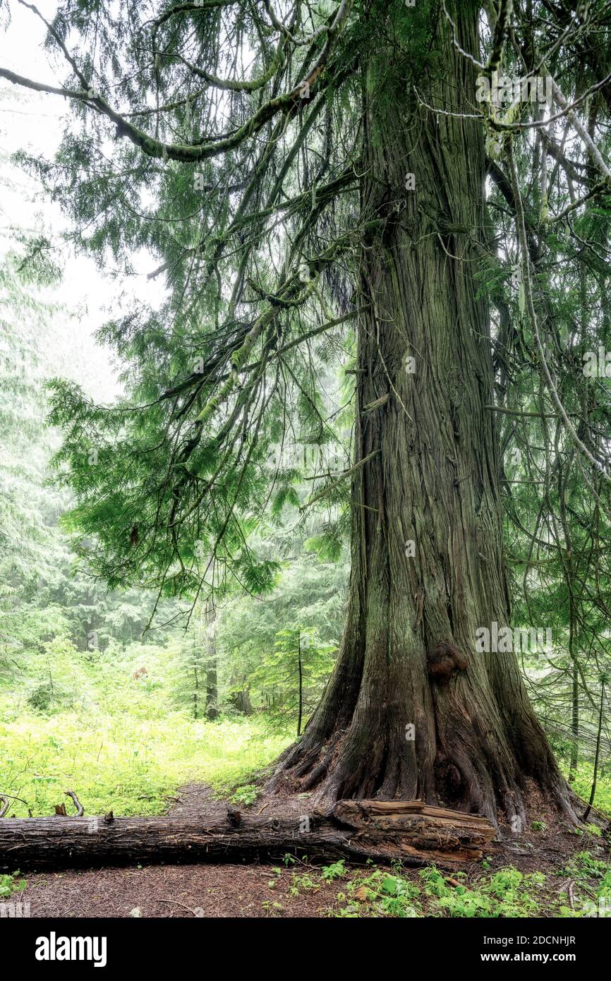 Huge old tree hi-res stock photography and images - Alamy