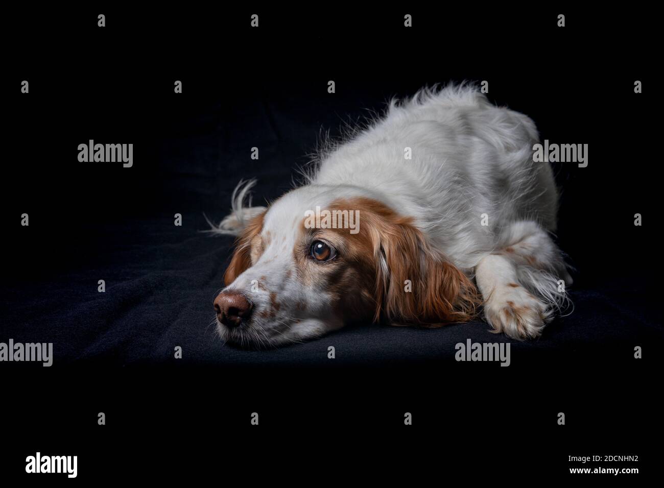 Studio portrait of a sad looking Brittany Spaniel dog lying with her ...