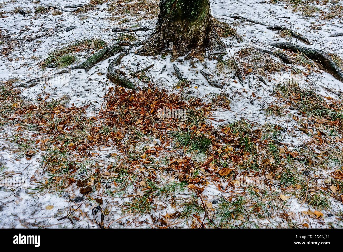 Natural background with tree roots and leaves under the snow Stock ...
