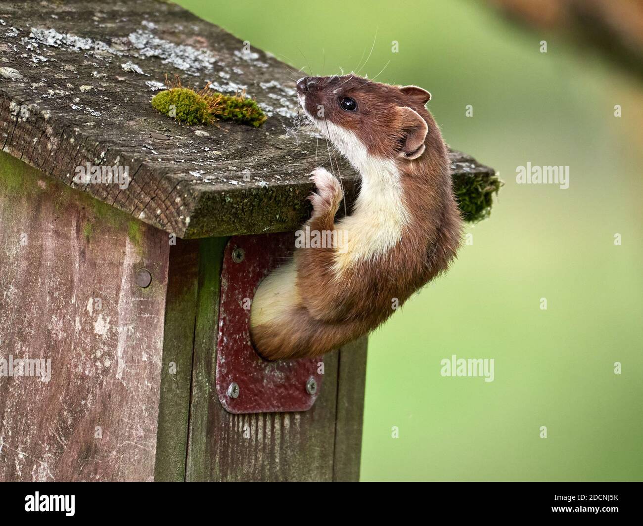 Mammal nestbox hi-res stock photography and images - Alamy