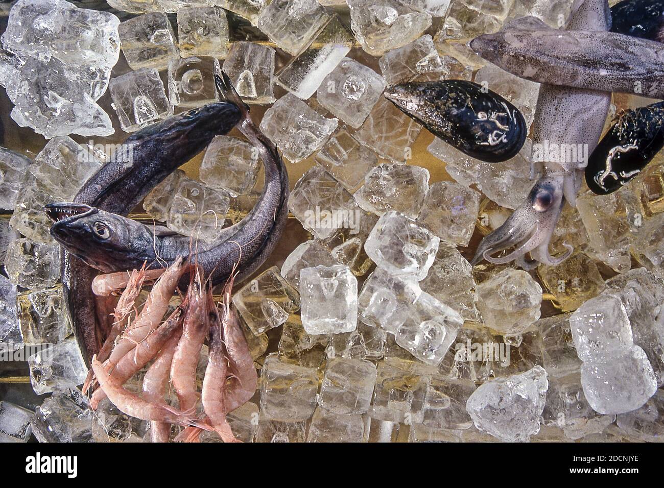Still life of prawns, mussels, squid, hake, and ice cubes Stock Photo ...