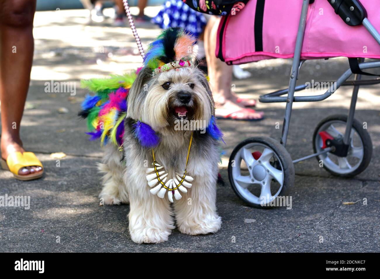 Americas, Brazil - February 15, 2020: Dog enjoys the Carnival street ...