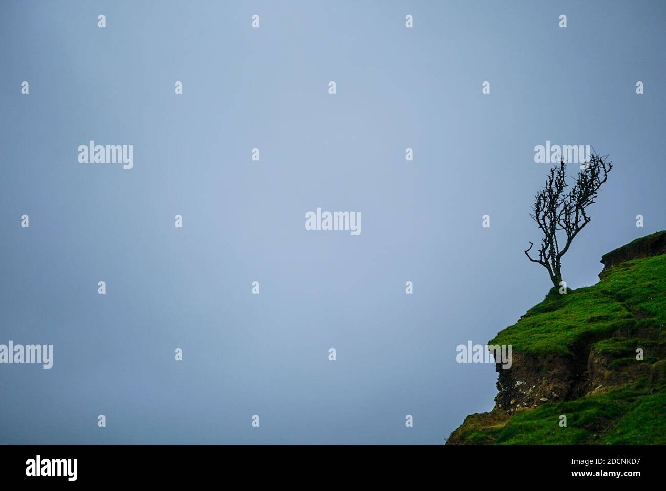 Windswept tree hi-res stock photography and images - Alamy