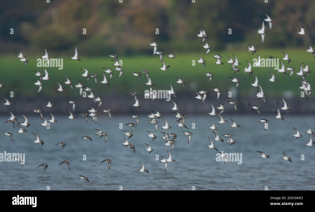 Dunlin (Calidris alpina) birds in flight at a low tide Stock Photo - Alamy