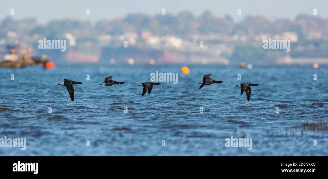 Brent Goose (Branta bernicla) in flight over sea at low time Stock ...