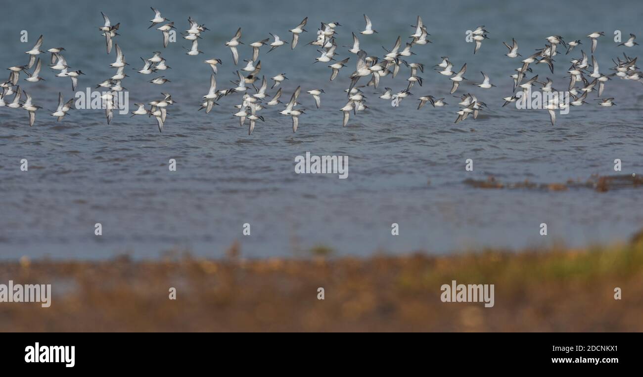 Dunlin (Calidris alpina) birds in flight at a low tide Stock Photo - Alamy