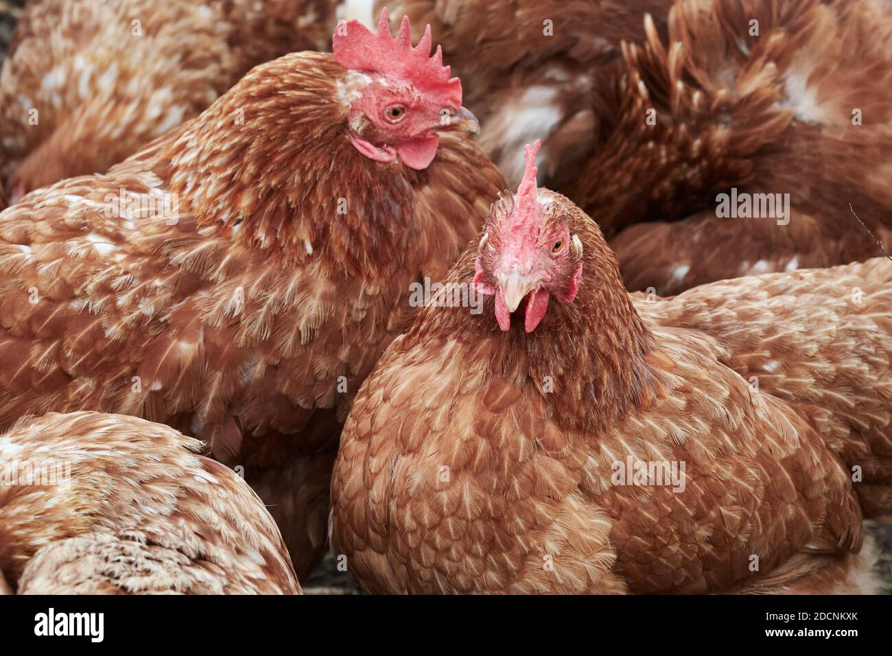 Chicken layers hi-res stock photography and images - Alamy