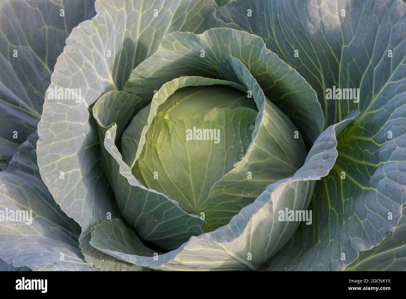 Head fresh green cabbage hi-res stock photography and images - Alamy