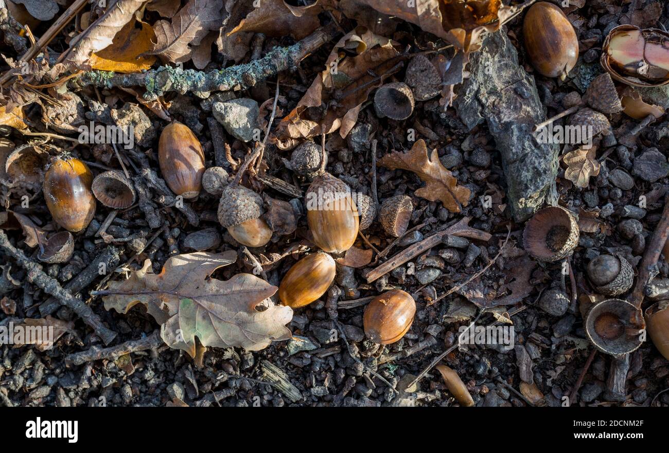 Fallen acorns on the forest floor Stock Photo - Alamy
