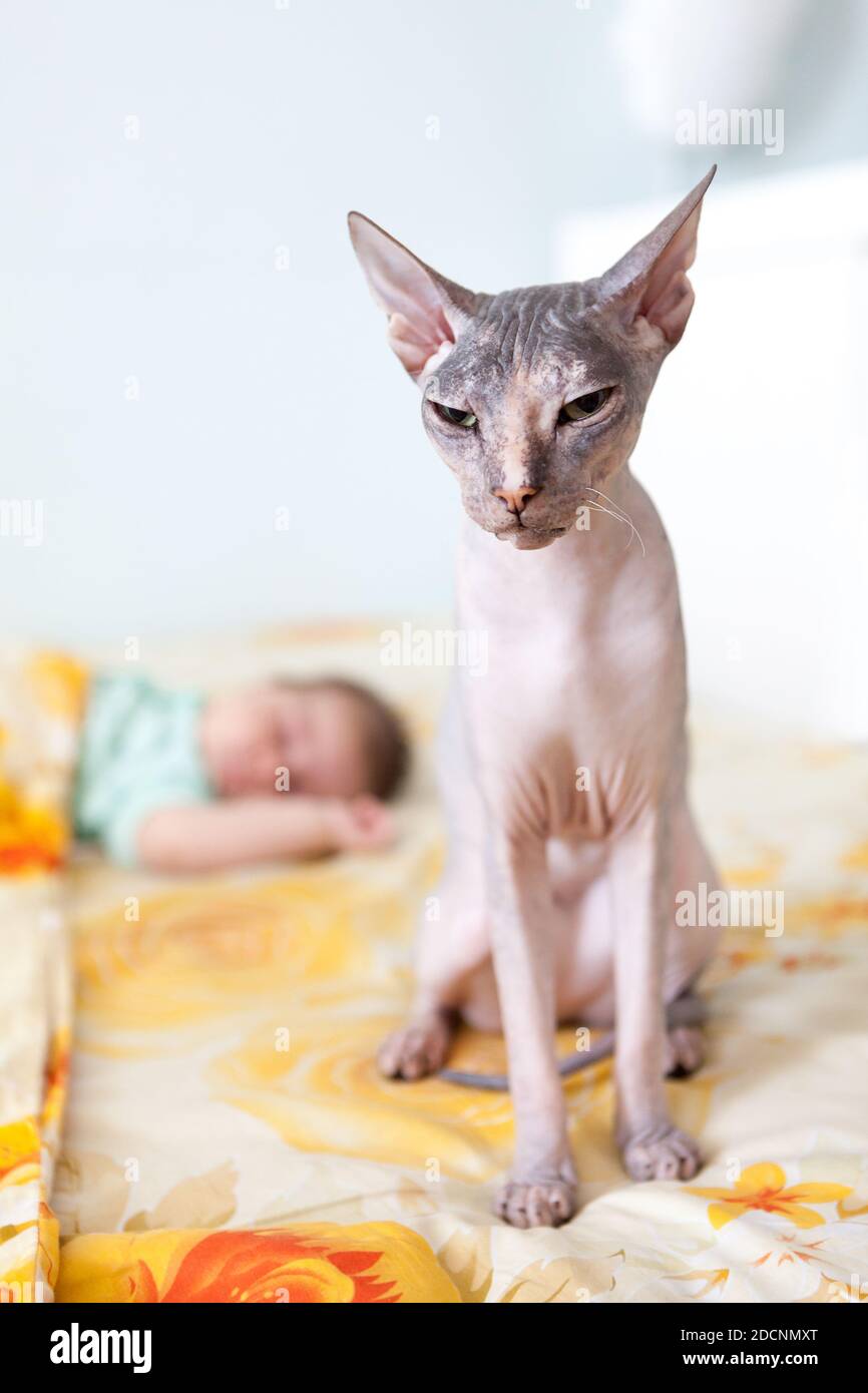 Sleepy sphinx kitten in bed next to a sleeping baby, dreamcatcher Stock ...