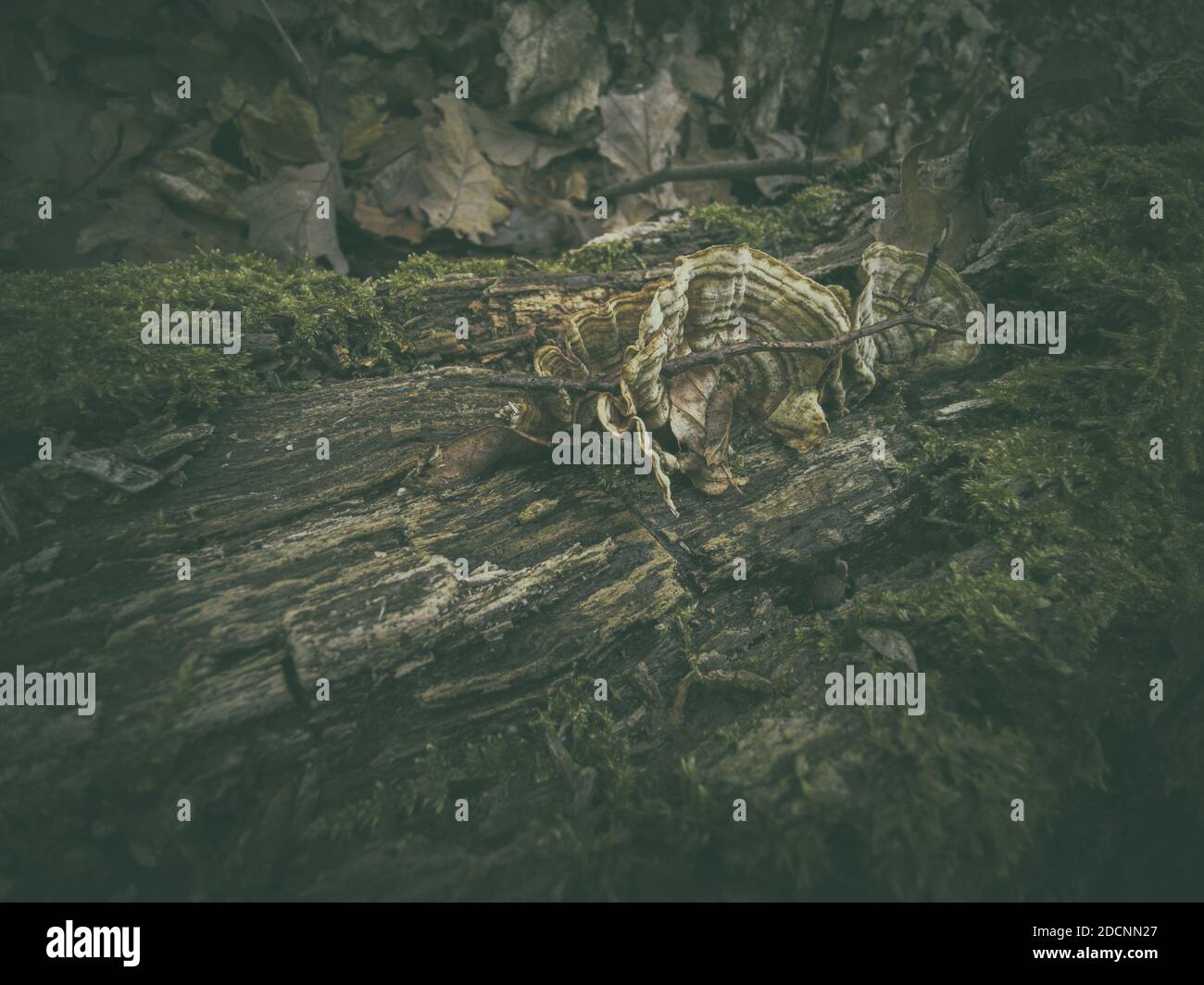 The wild fungus on a dead tree trunk covered with moss Stock Photo - Alamy