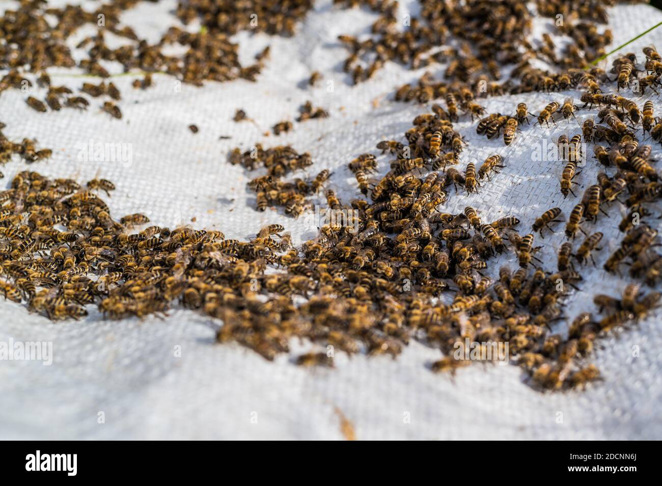 Macro animal video hi-res stock photography and images - Alamy