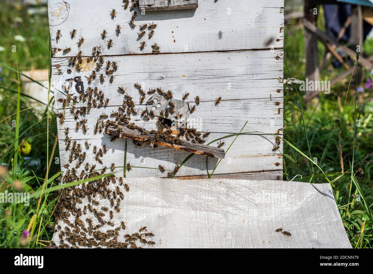 Detail of crowded gate into wooden bee hive. Bees arriving with legs ...