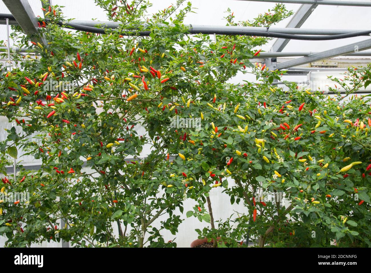 A display of Tabasco pepper plants at the Tabasco plant on Avery Island ...
