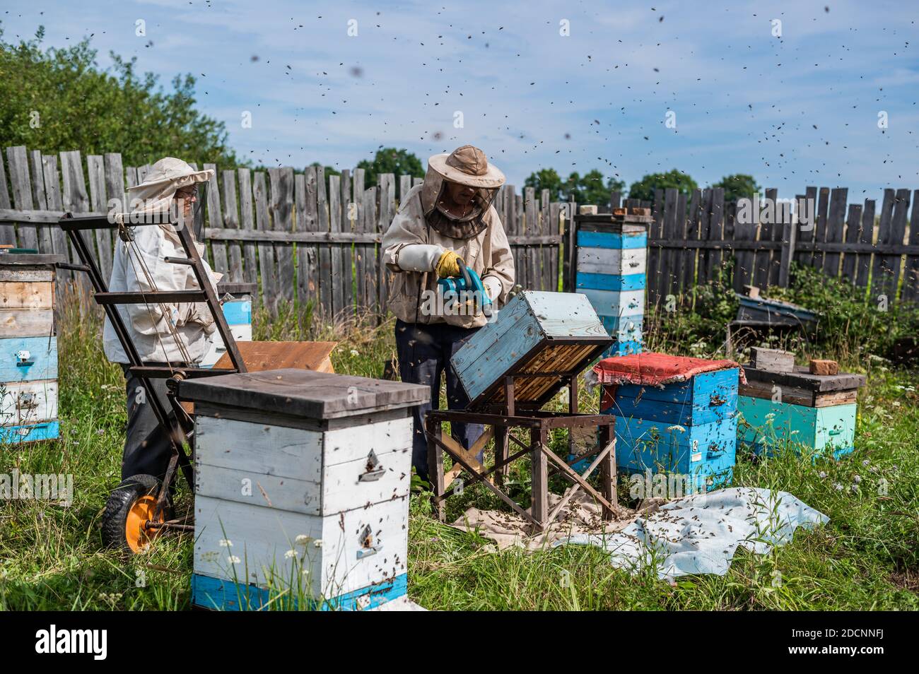 A beekeeper is using a blower, blowing air inside the hive full of ...