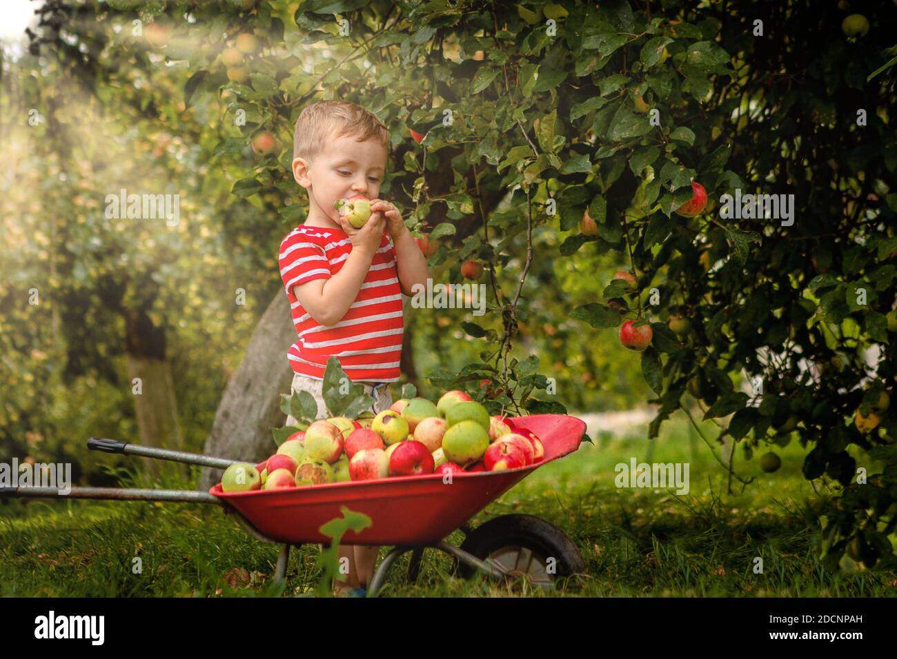 Child picking apples on a farm. Little boy playing in apple tree ...