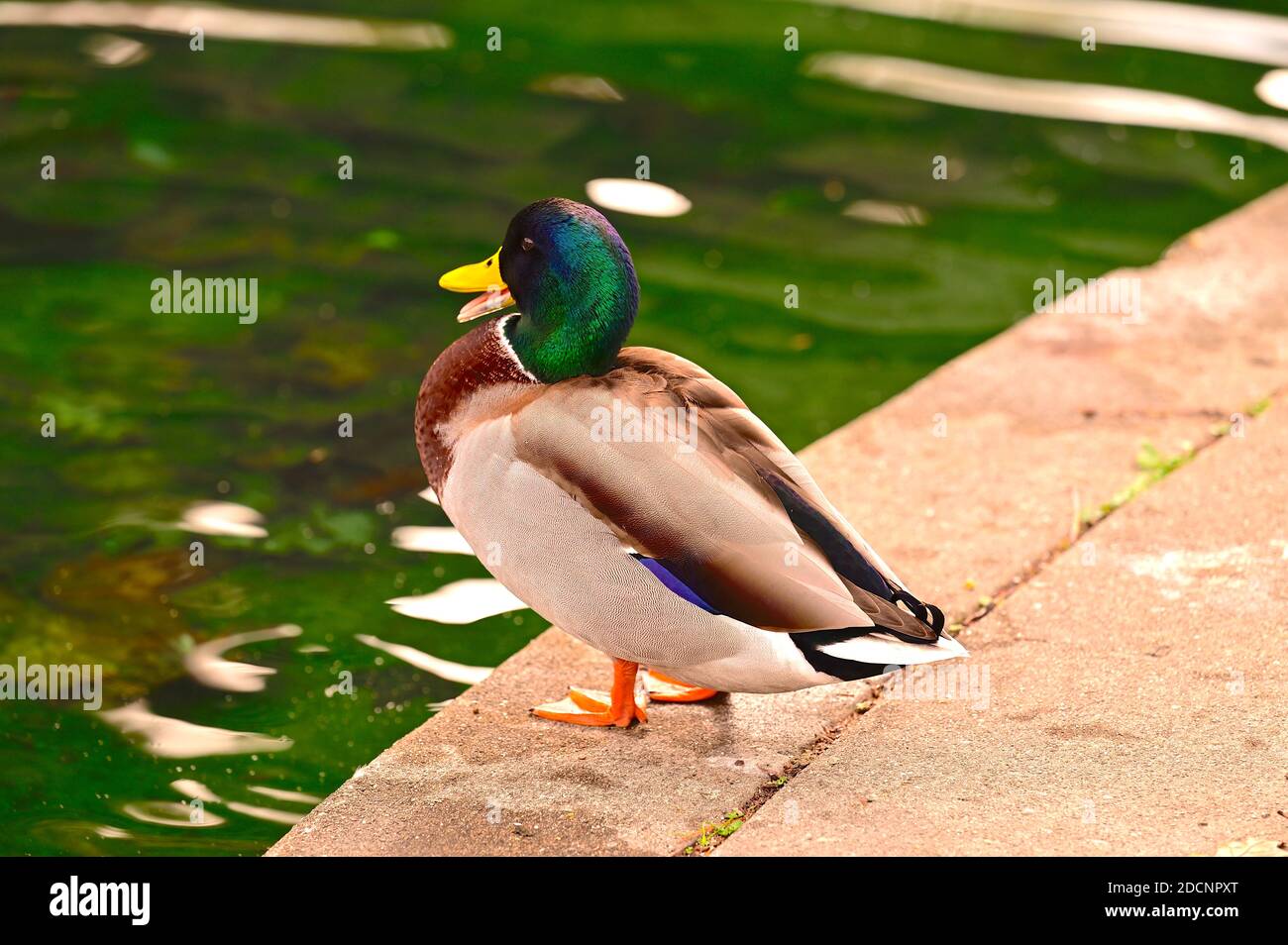 Ducks and Geese Stock Photo - Alamy
