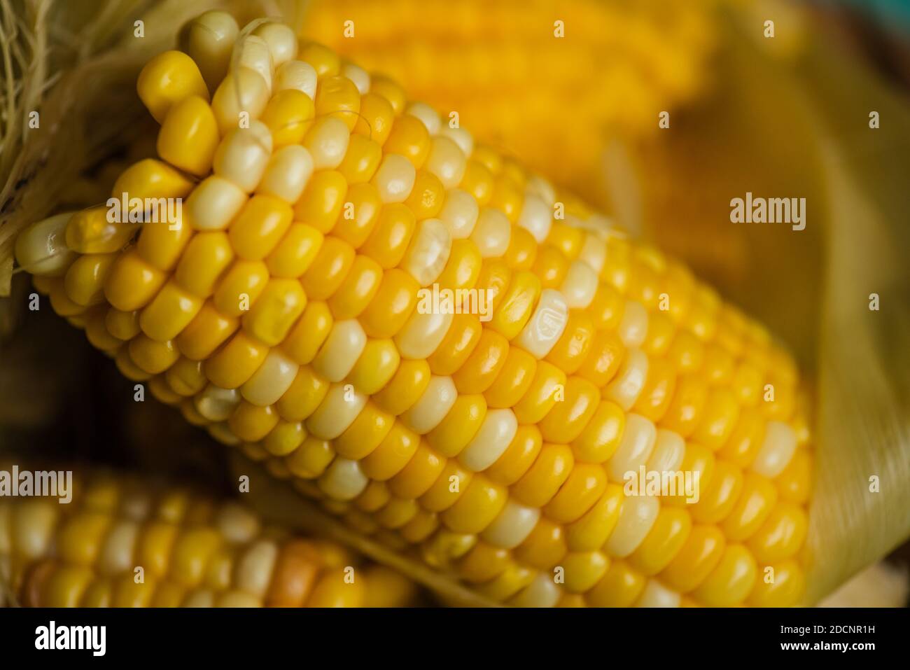 Boiled corn - portioned chunks. Boiled corn in chunks. Corn Stock Photo ...