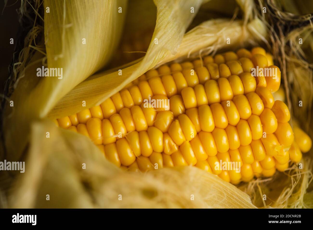 Boiled corn - portioned chunks. Boiled corn in chunks. Corn Stock Photo ...