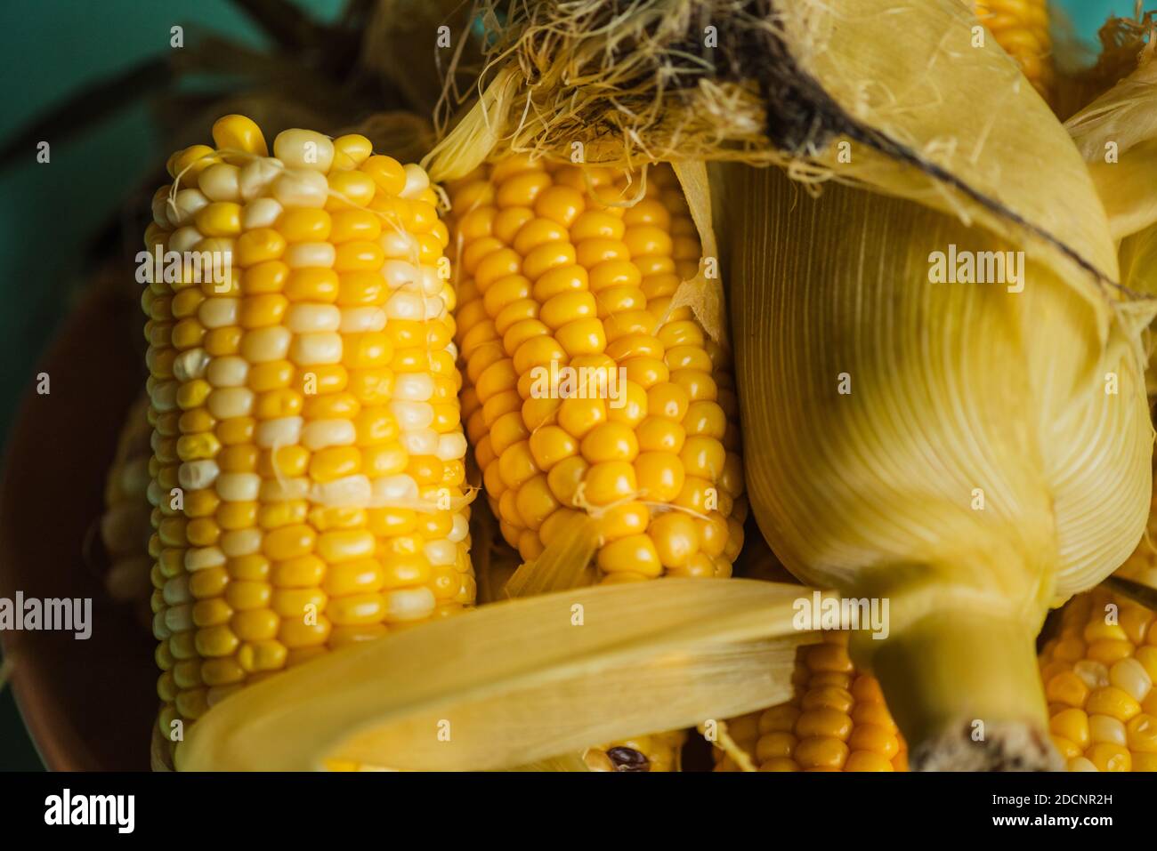 Boiled corn - portioned chunks. Boiled corn in chunks. Corn Stock Photo ...