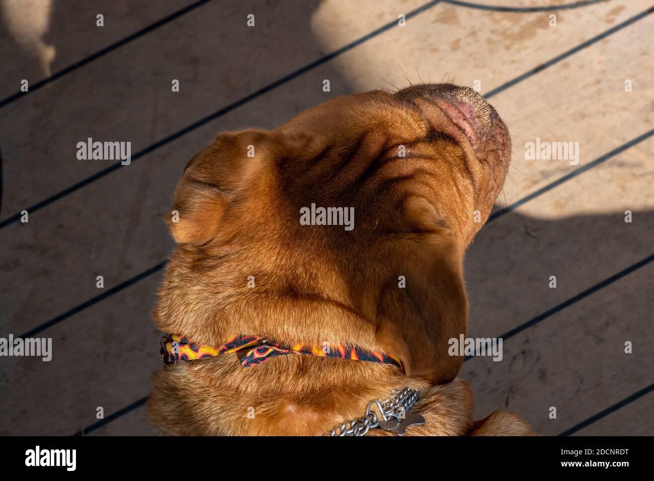 Mutt unusual hi-res stock photography and images - Alamy