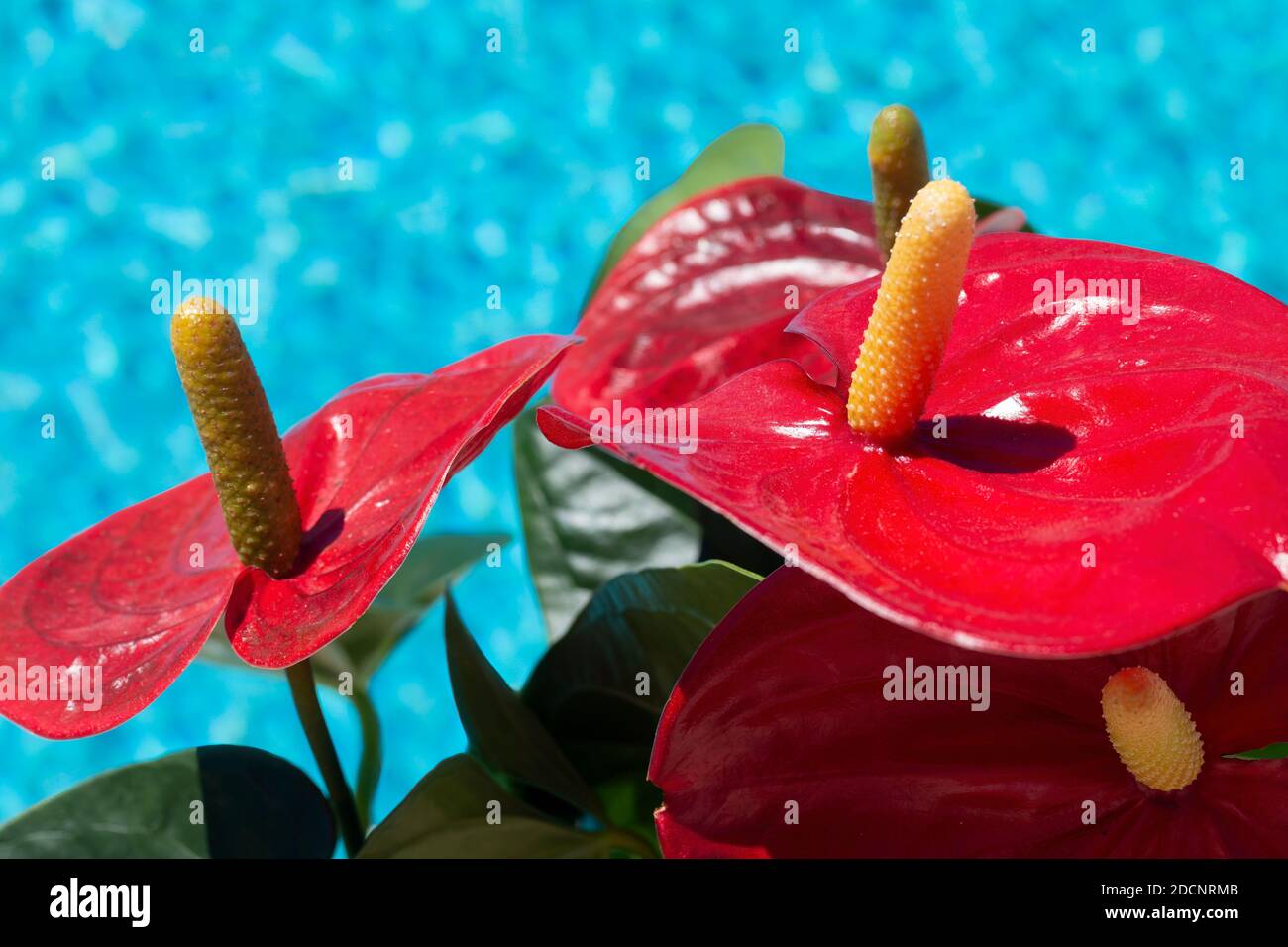 Anthurium aqua red hi-res stock photography and images - Alamy