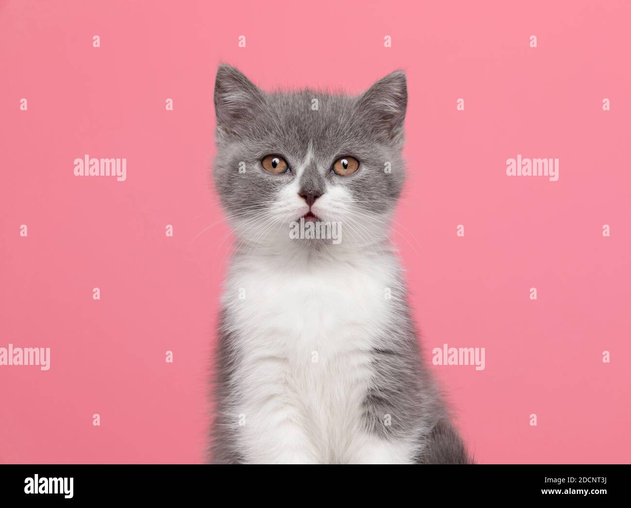 cute british shorthair kitty sitting on pink background in studio Stock ...