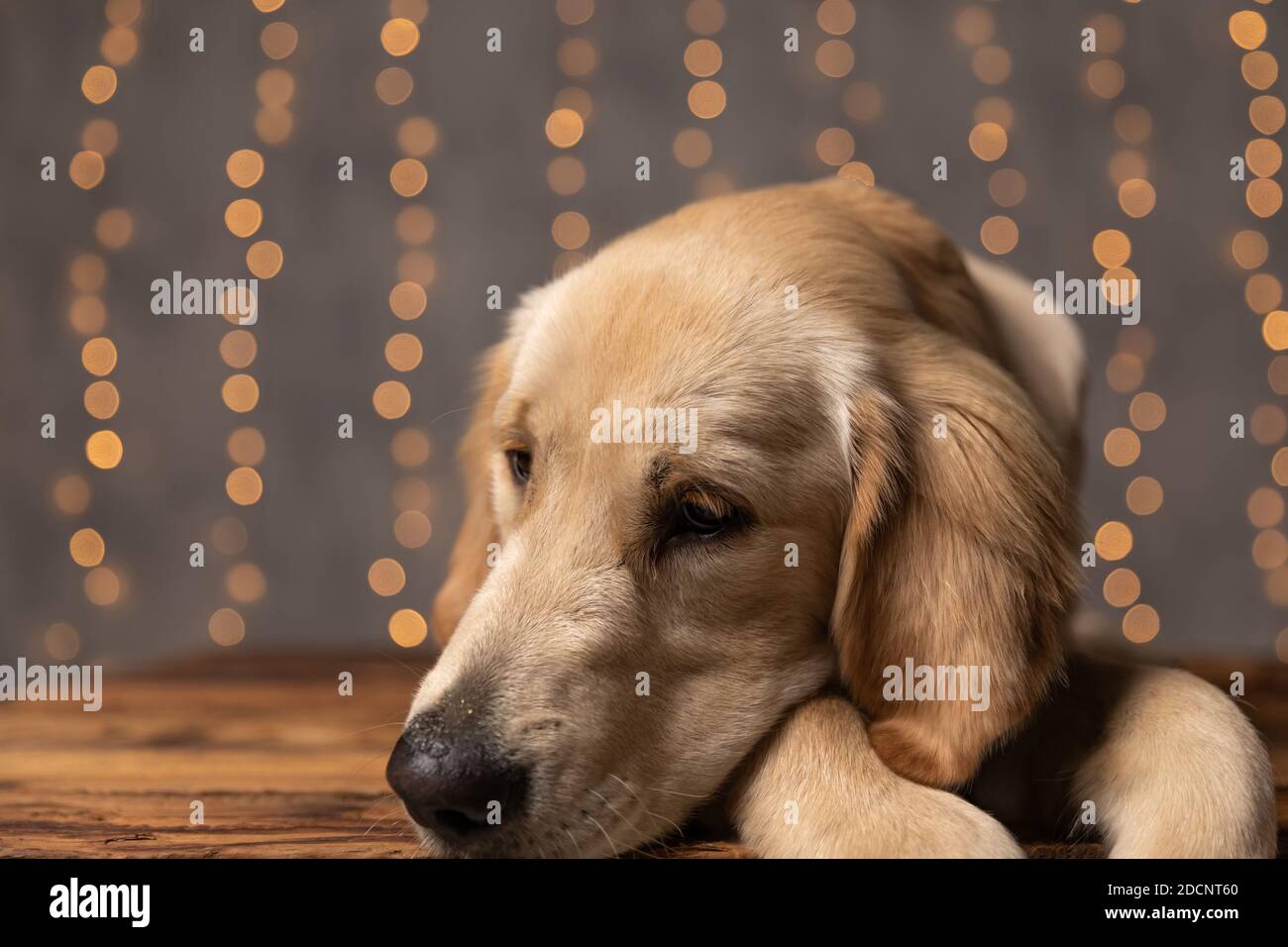 sad golden retriever dog holding head on paws and laying down on wooden ...