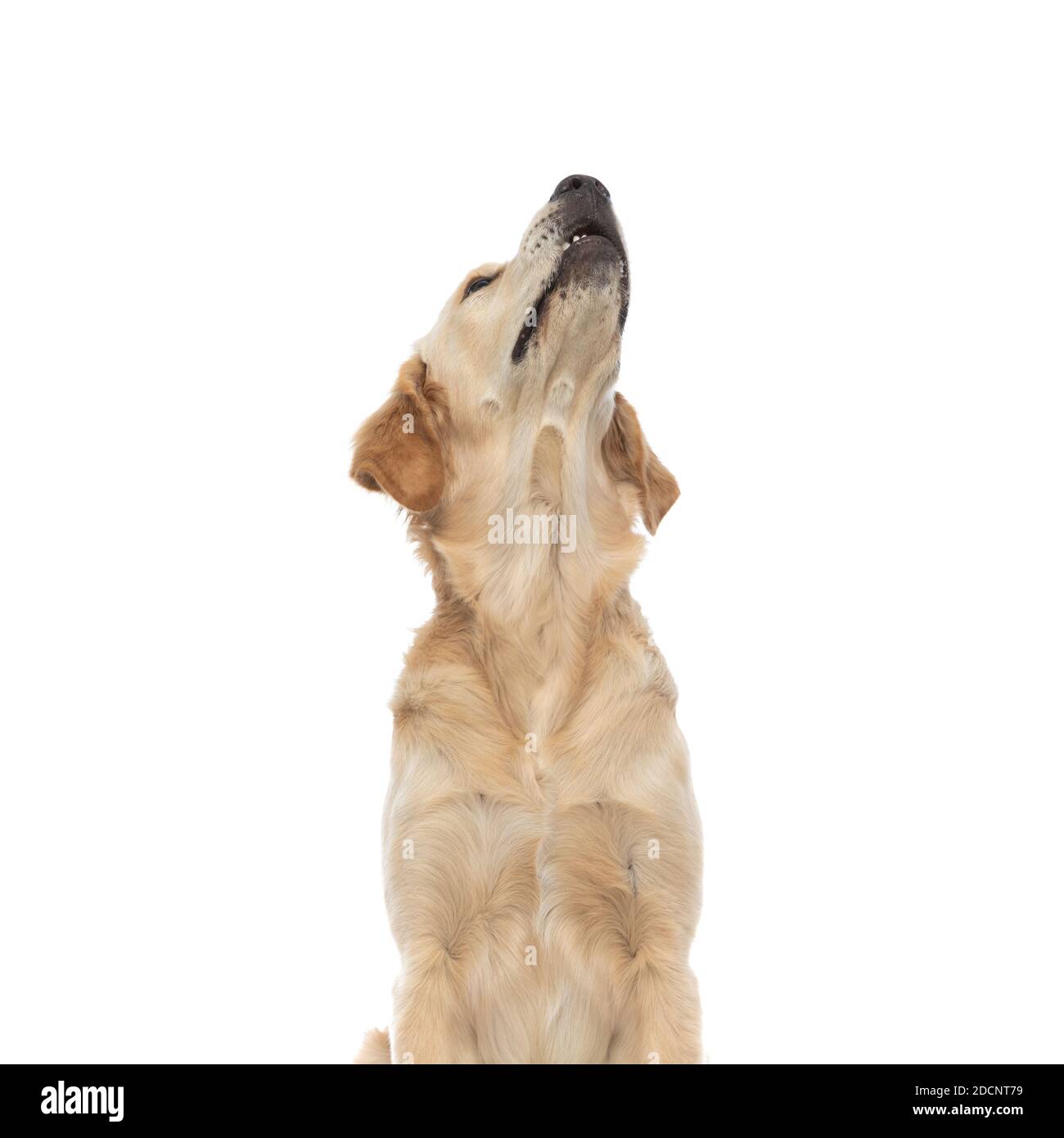 young golden retriever dog checking out what is above him, being ...
