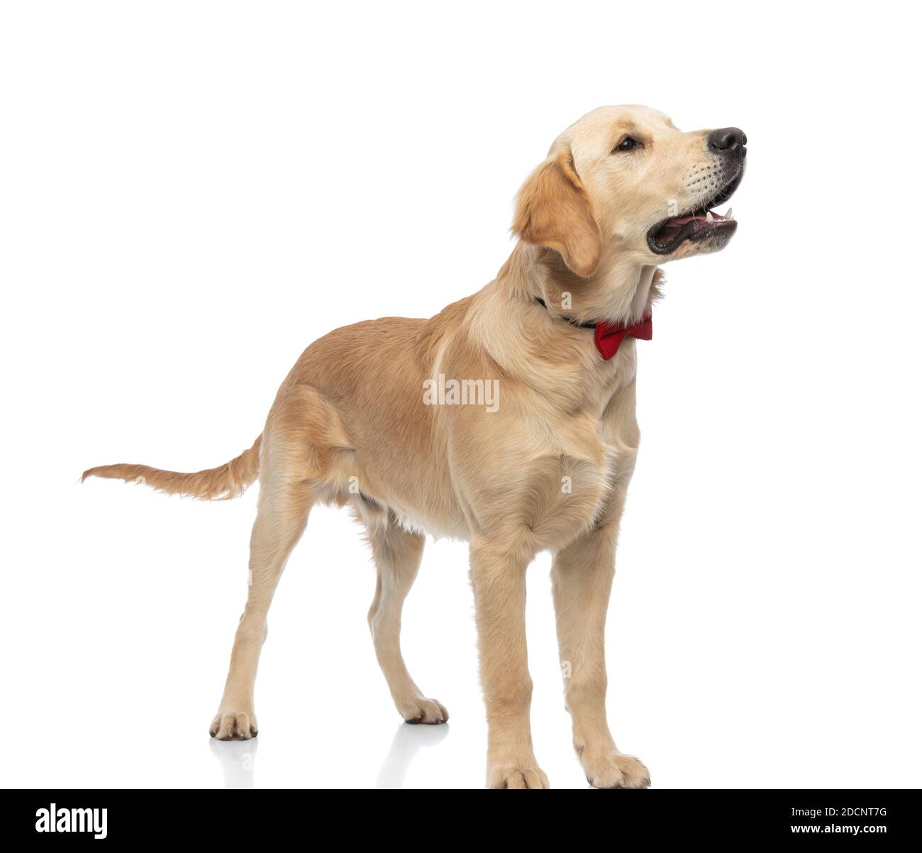 side view of a cute dog barking, wearing a red bowtie and standing ...