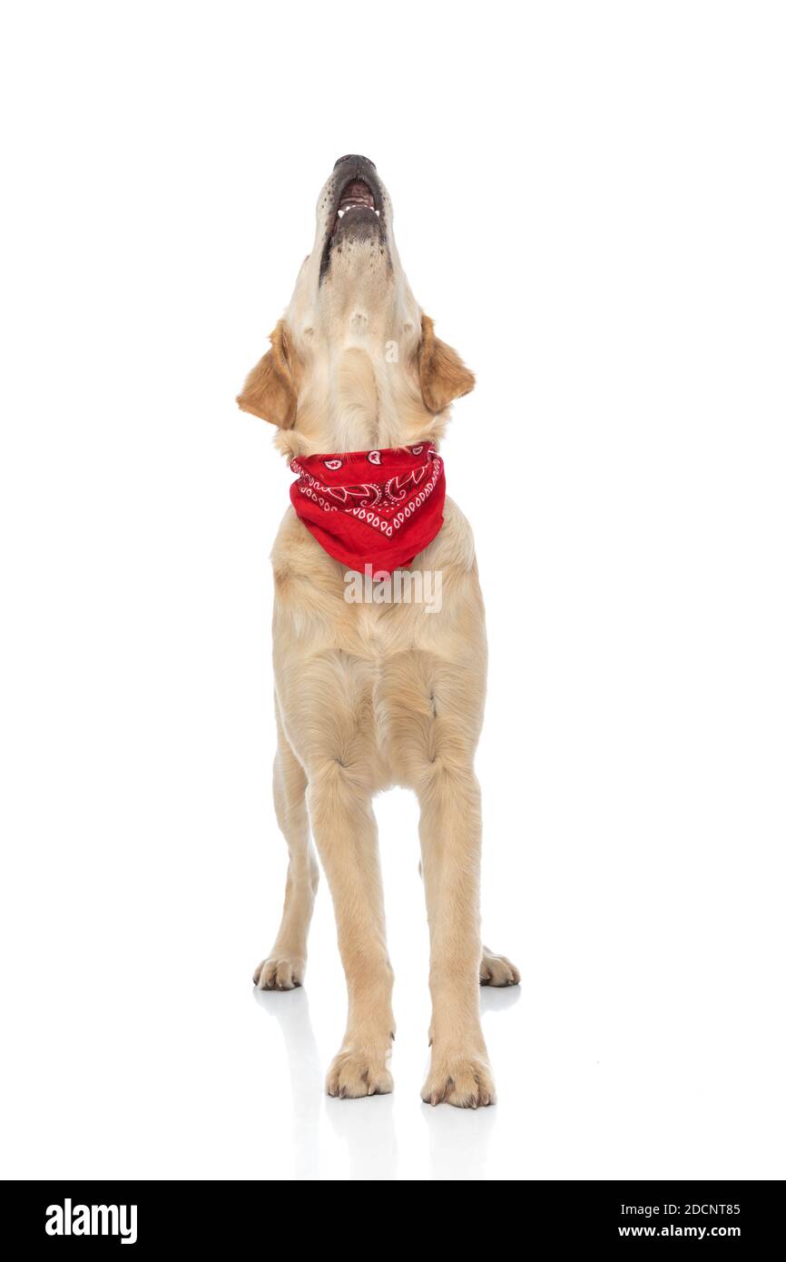 golden retriever dog howling at the full moon and calling out his ...