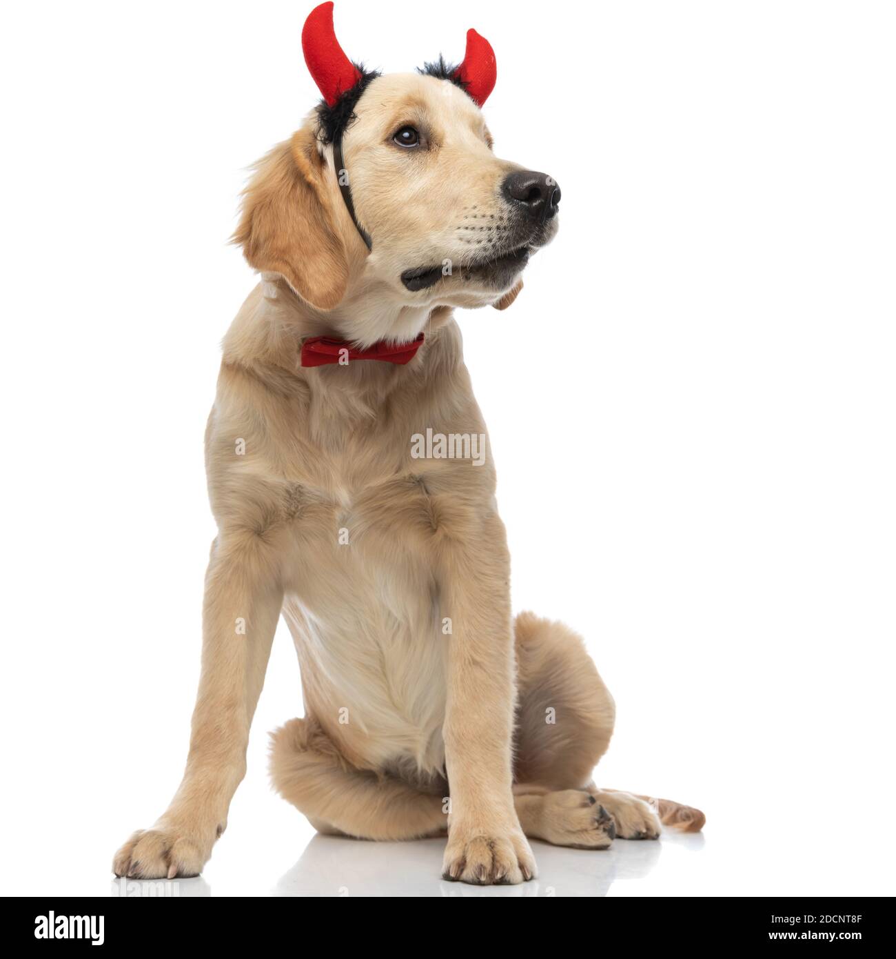 cute golden retriever dog wearing devil horns and bowtie, sitting and ...