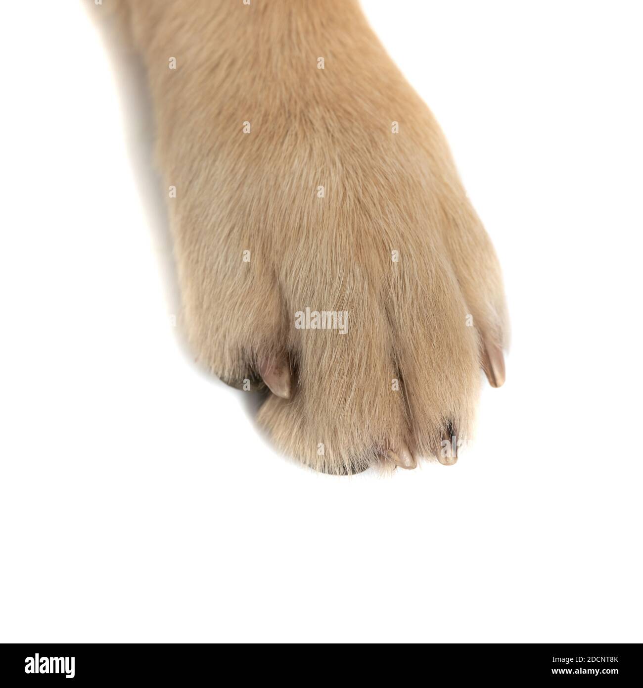 Real Dog Paw