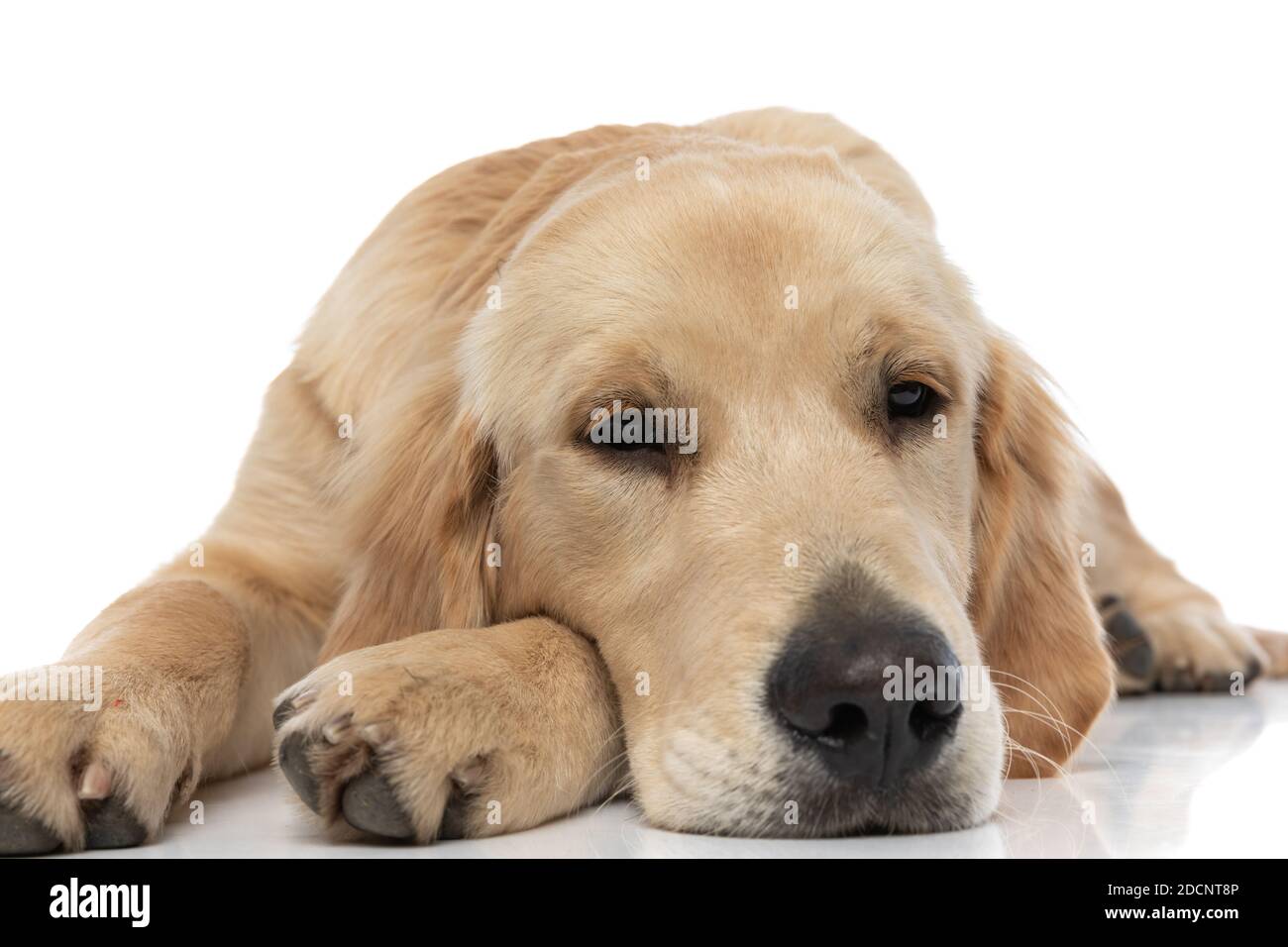 sleepy golden retriever dog resting his head on his paw and trying to ...