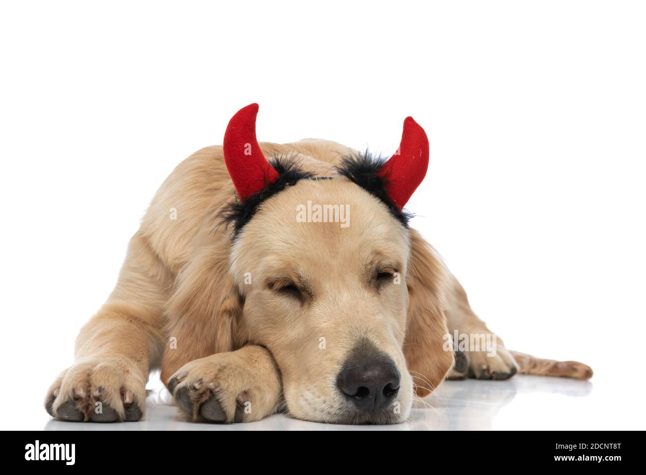 cute golden retriever dog wearing devil horns while laying down and ...