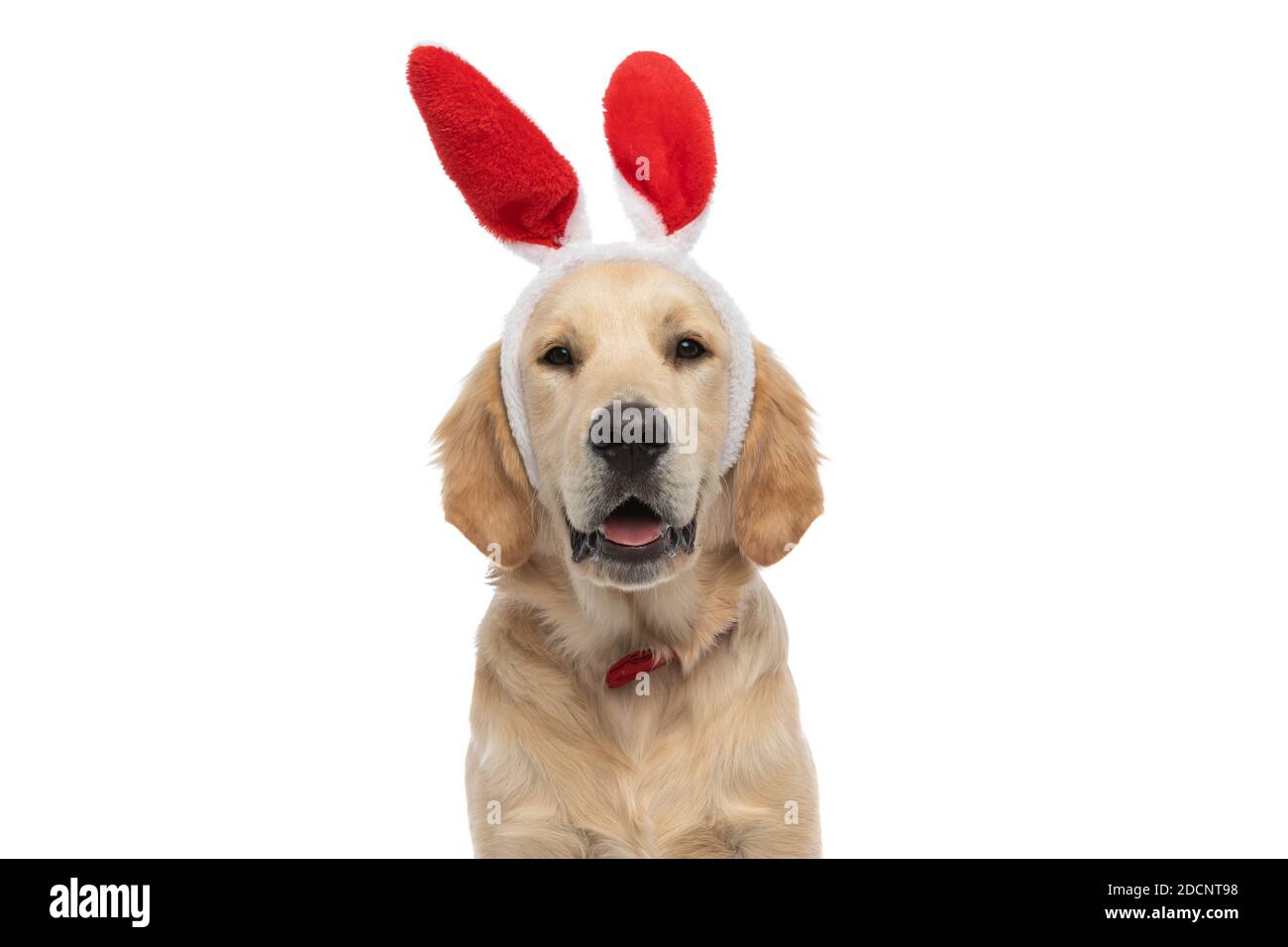 portrait of a beautiful golden retriever dog wearing bunny ears and ...