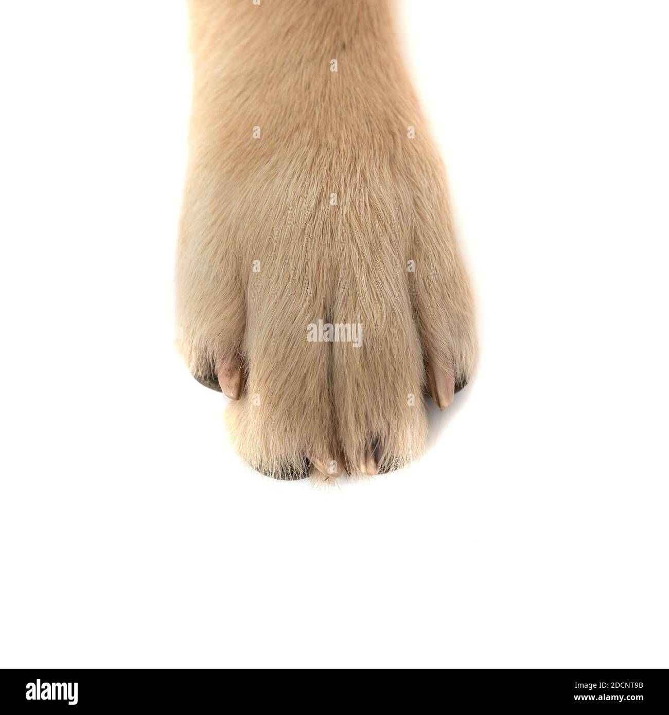 paw of a golden retriever dog photographed against white studio ...