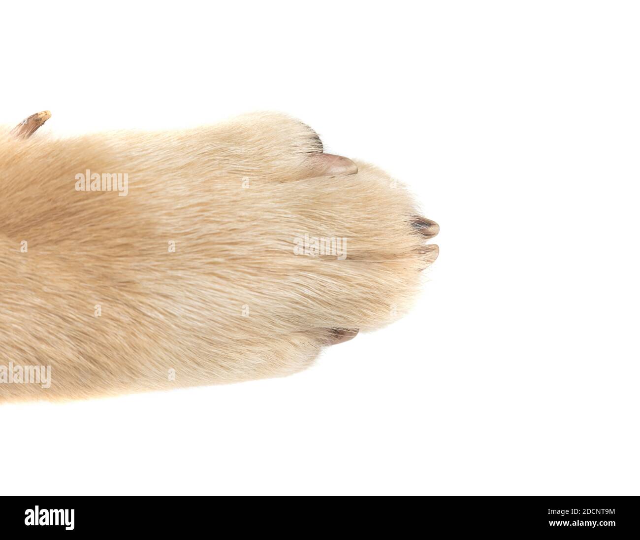 close up on a golden retriever dog's paw photographed against white ...