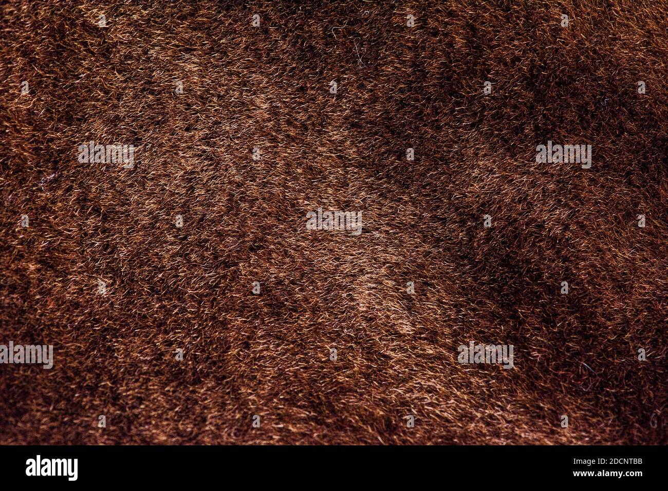 Natural short brown fur. Brown texture from the seamy side of the ...