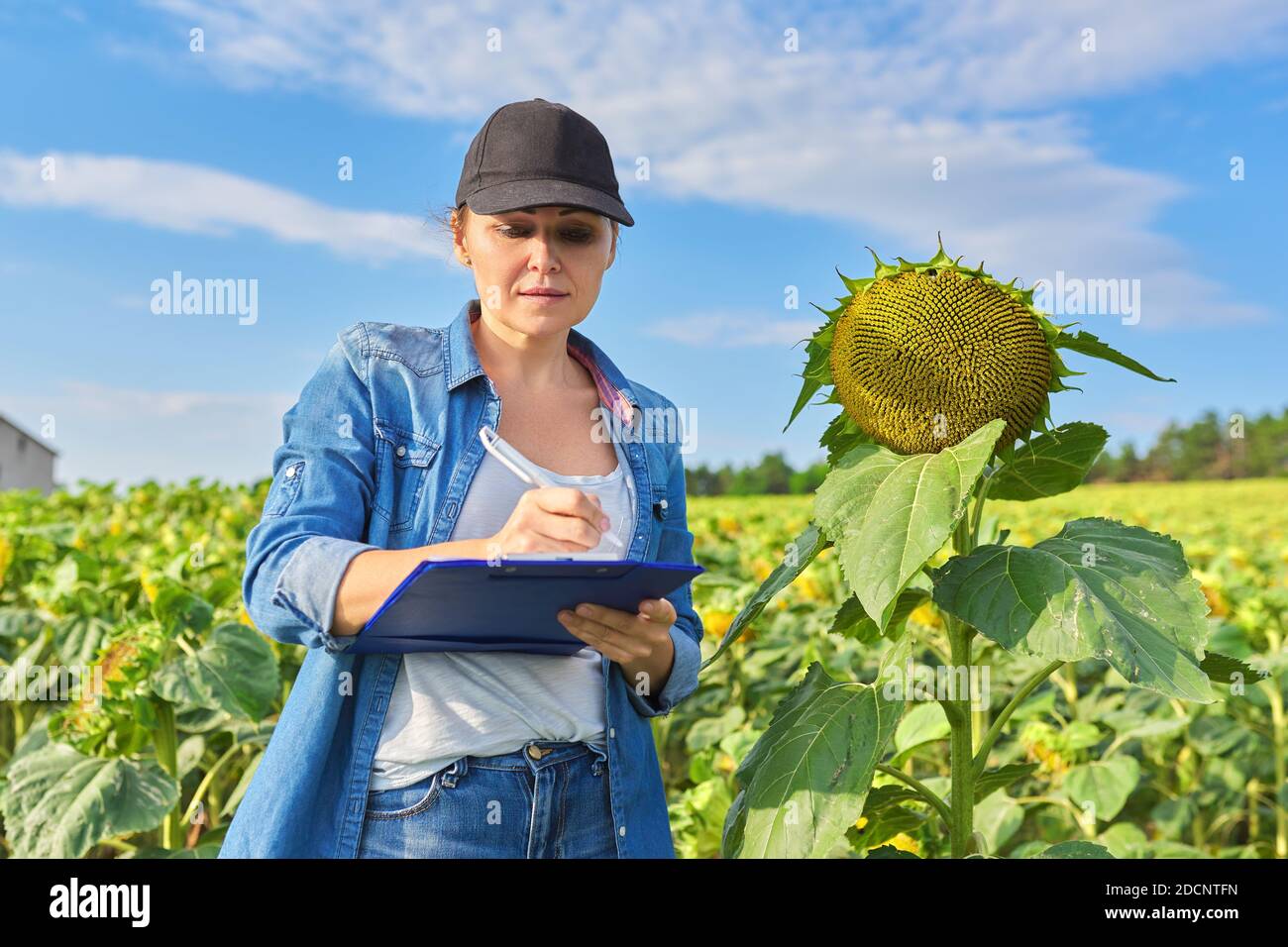 Agriculture woman farmer working sunflower hi-res stock photography and ...