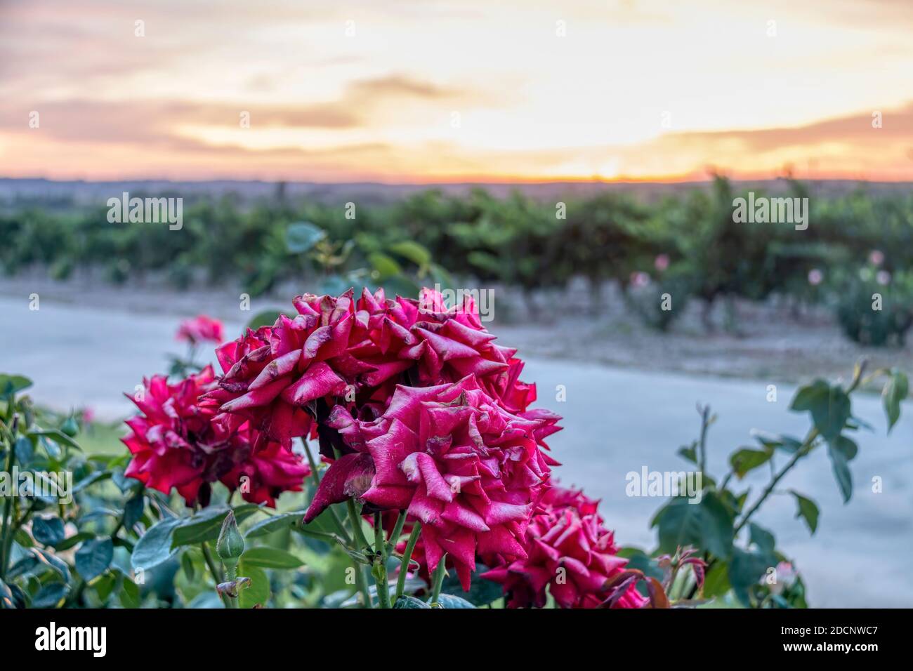 Landscape. Withered roses in front of a vineyard with a dramatic sunset ...