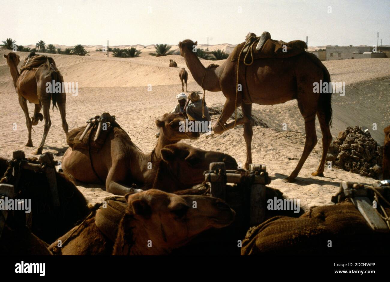 Algeria animals hi-res stock photography and images - Alamy