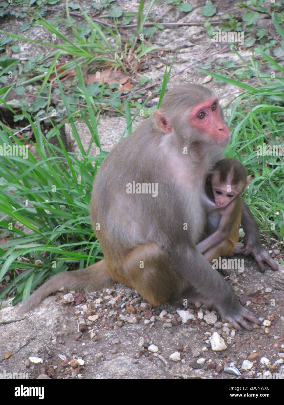 A vertical shot of a cute baby monkey eating a mother's milk in a ...