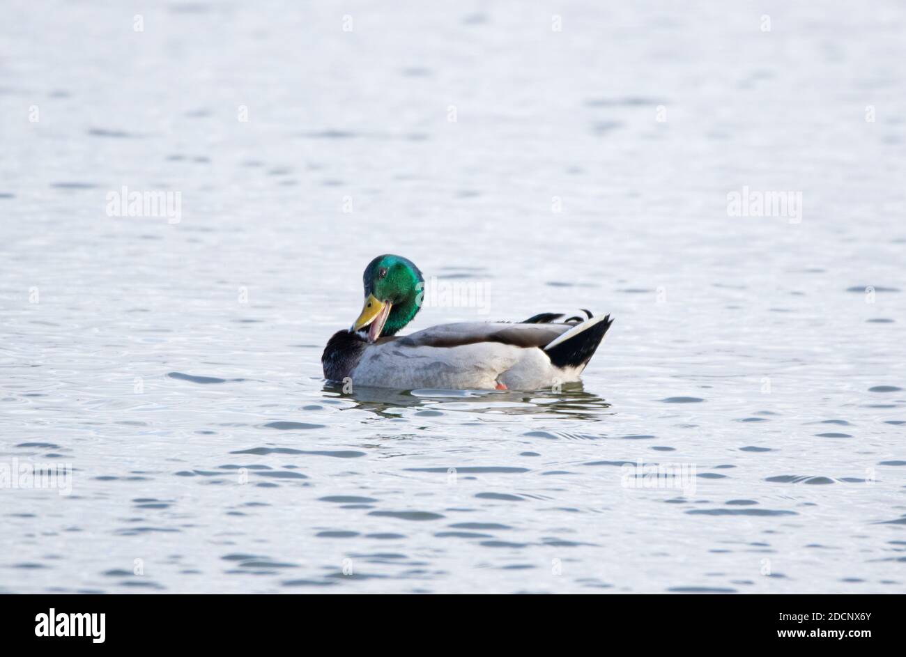 Coy male mallard on the water Stock Photo - Alamy