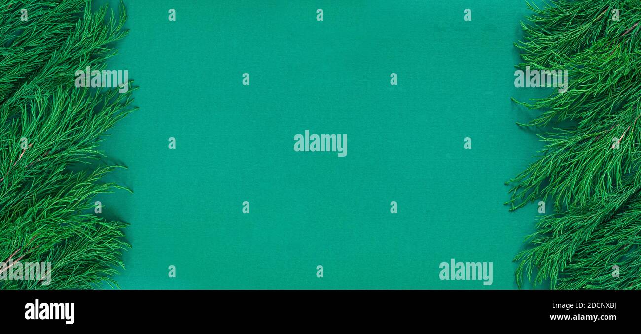 wide green banner background with juniper branches on sides, backdrop ...