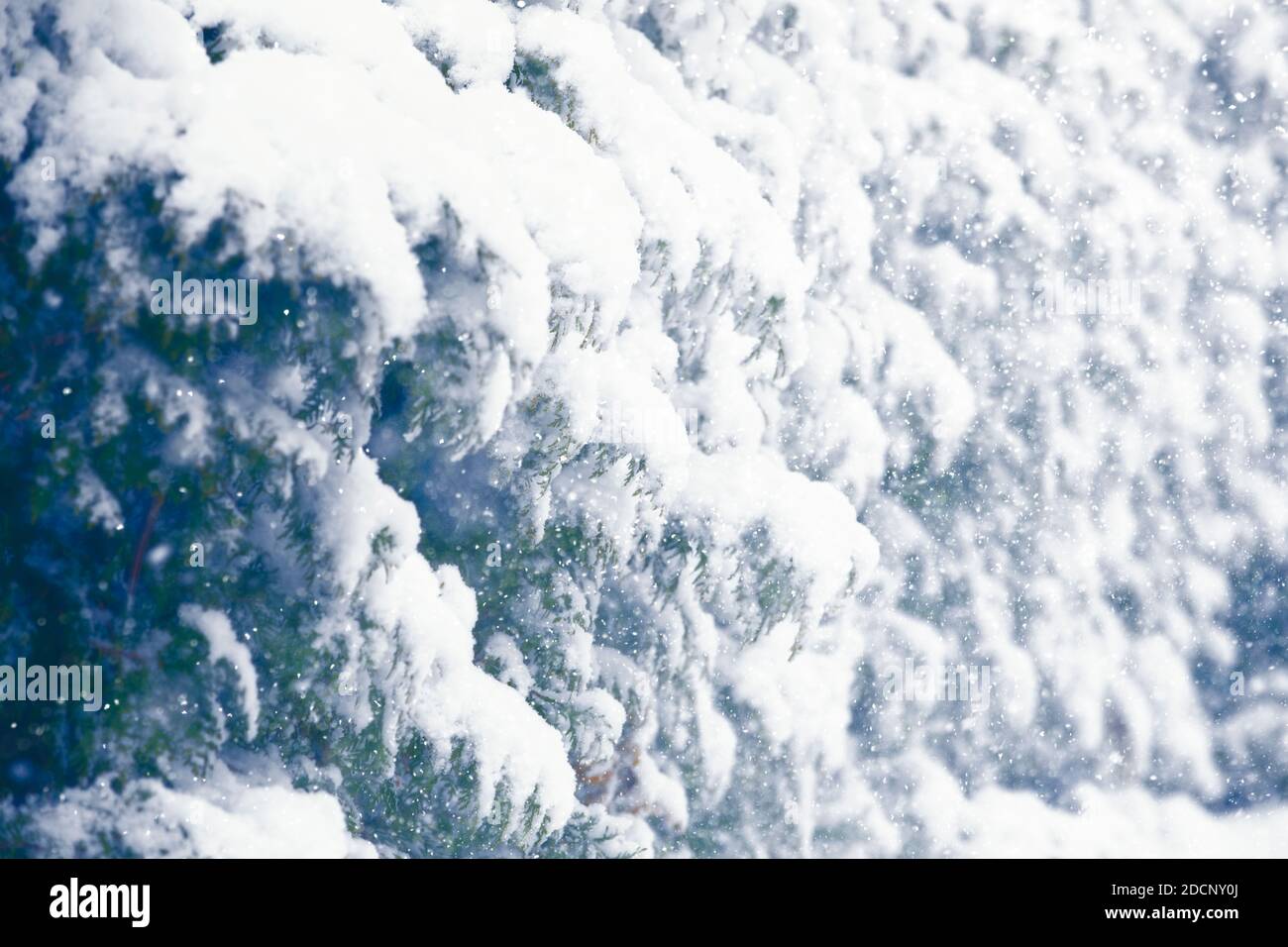 Deteriorating weather conditions, blizzards and frost. Snow on thuja ...