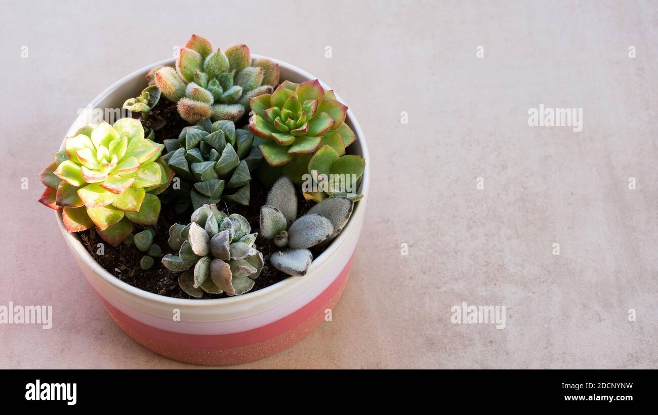 Pot too small hi-res stock photography and images - Alamy