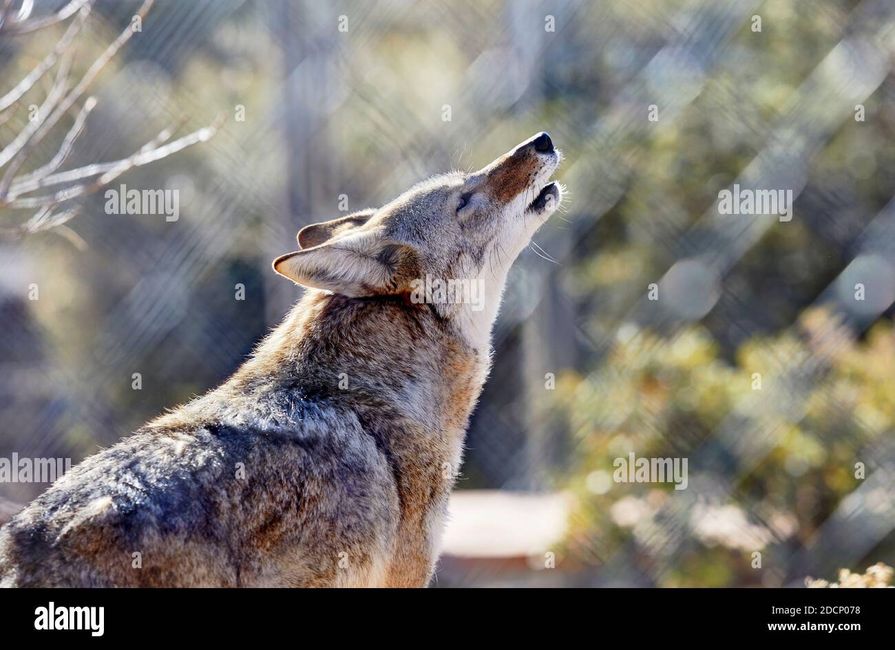 Close up of a Coyote with head raised starting to howl with shallow ...